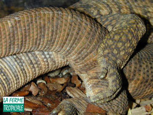 [Sur le vif] Accouplement et naissance de Varanus exanthematicus.